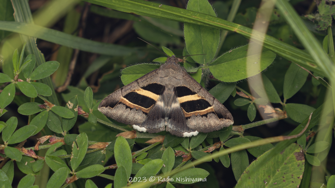 ナカグロクチバ│自然案内人レヂヲのいきもの図鑑